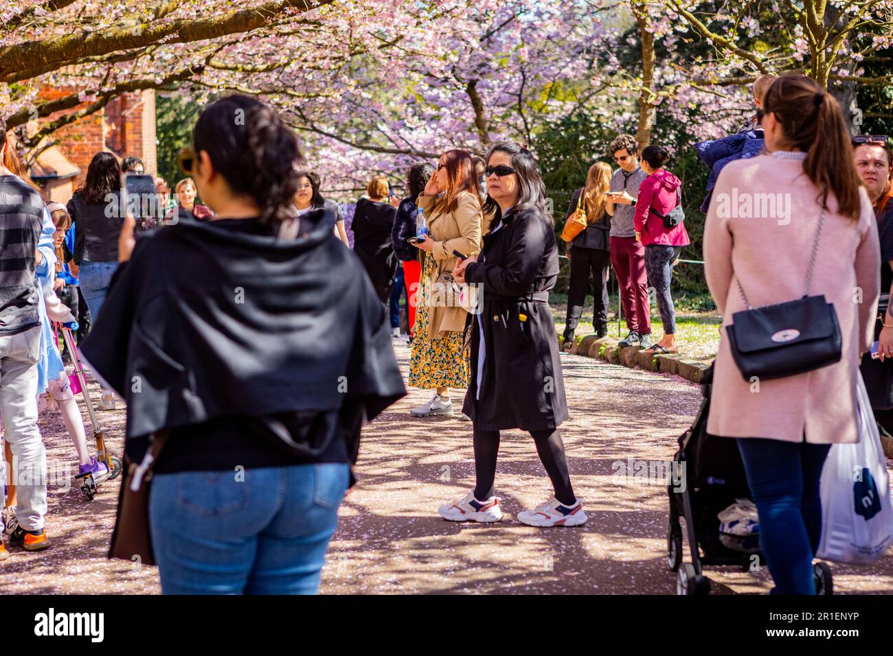 People visiting the cherry tree spring blossom at Bispegjerg cemetery ...