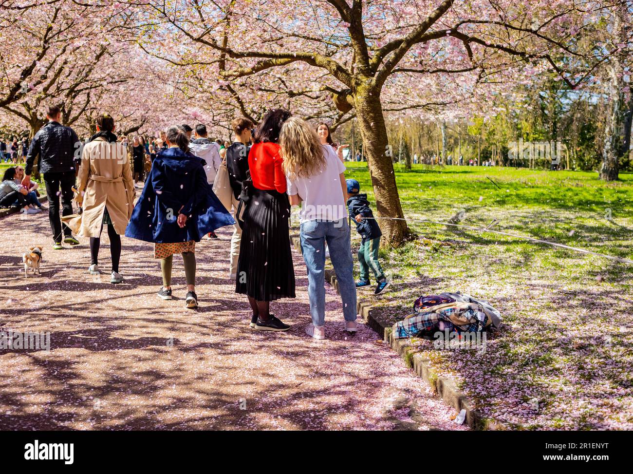 People visiting the cherry tree spring blossom at Bispegjerg cemetery ...