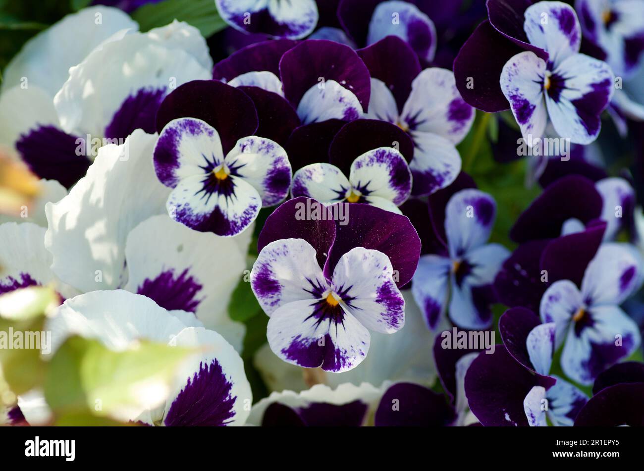 Group of small flowering violets in purple and white in the garden in ...