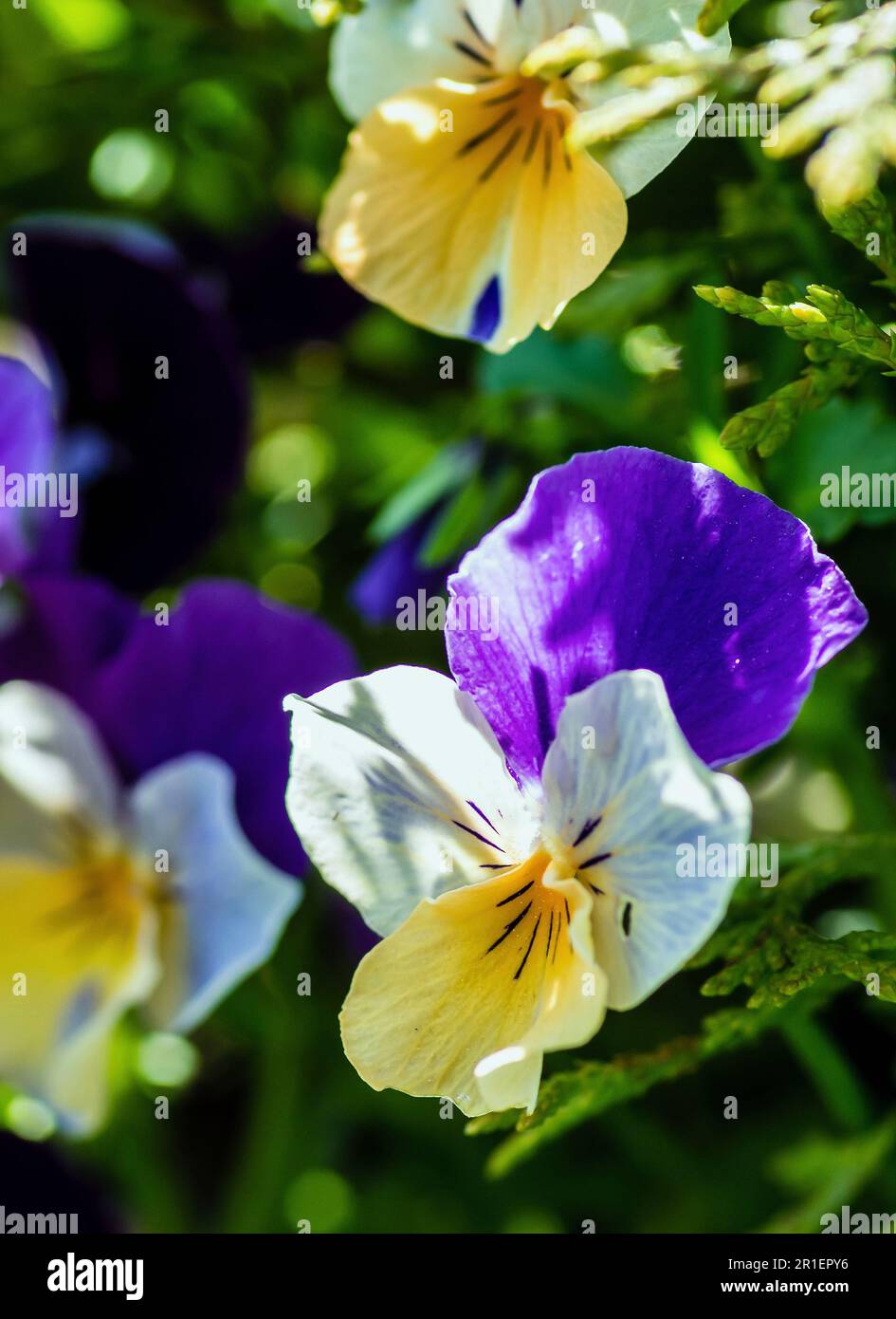 Group of small flowering violets in blue and white in the garden in the ...