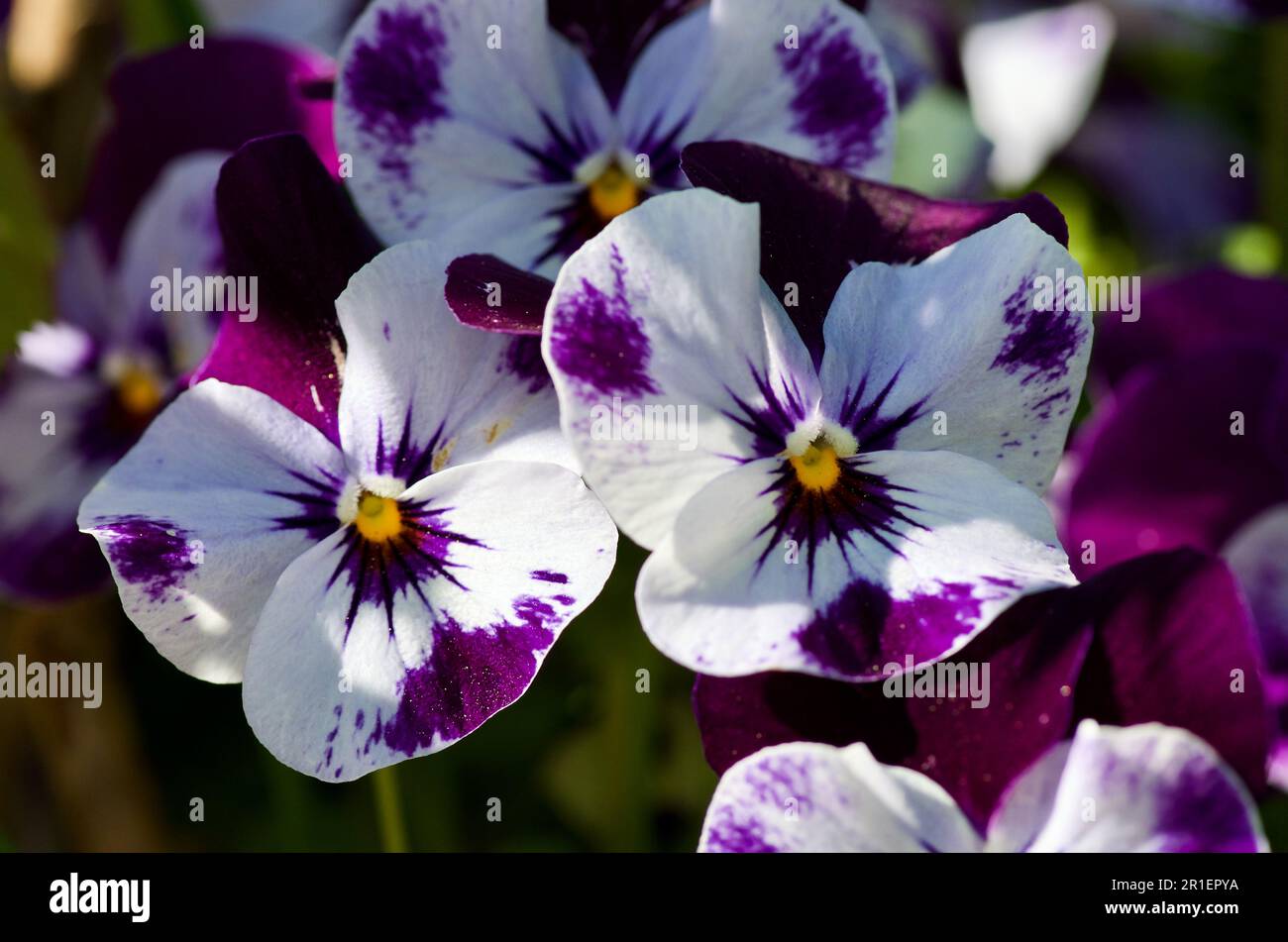 Group of small flowering violets in purple and white in the garden in ...