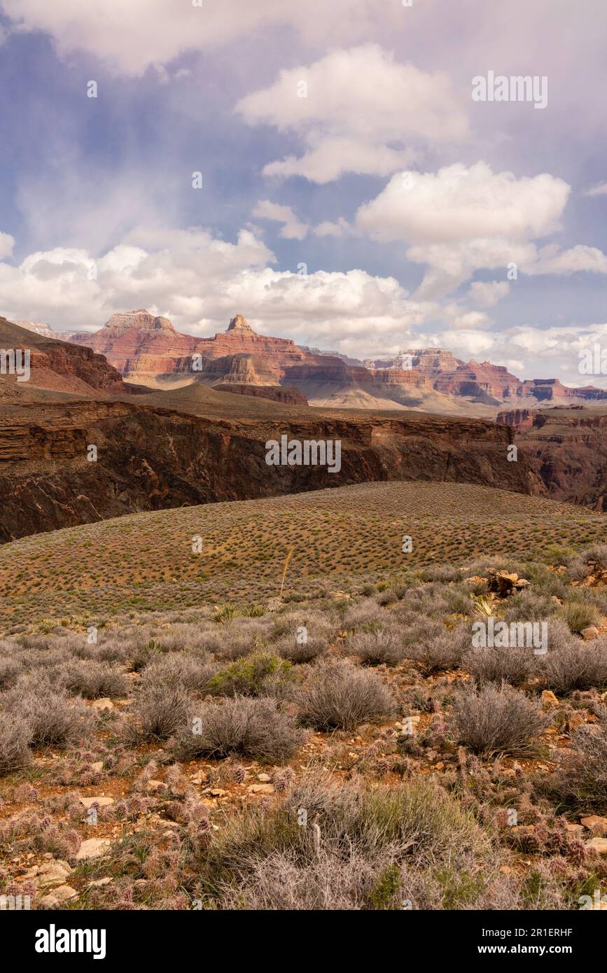 Zoroaster Temple in the distance. Along the Tonto Trail, Grand Canyon ...
