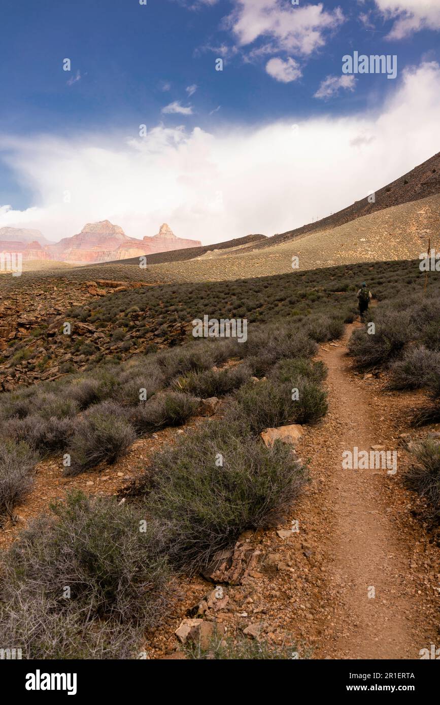 A woman backpacks along the Tonto Trail, with Zoroaster Temple in the ...