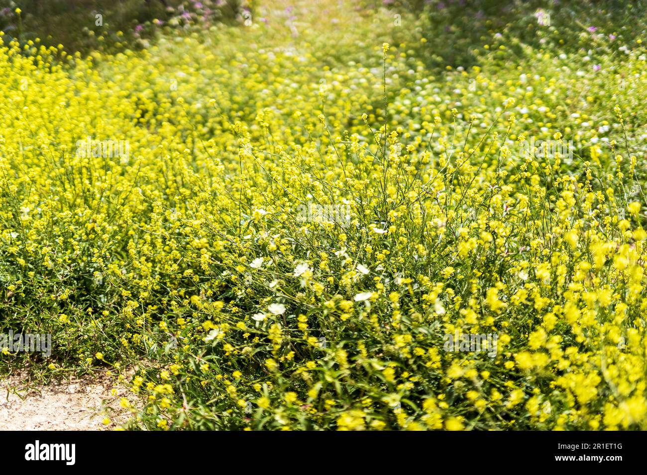 Mustard is a condiment made from the seeds of a mustard plant Stock ...