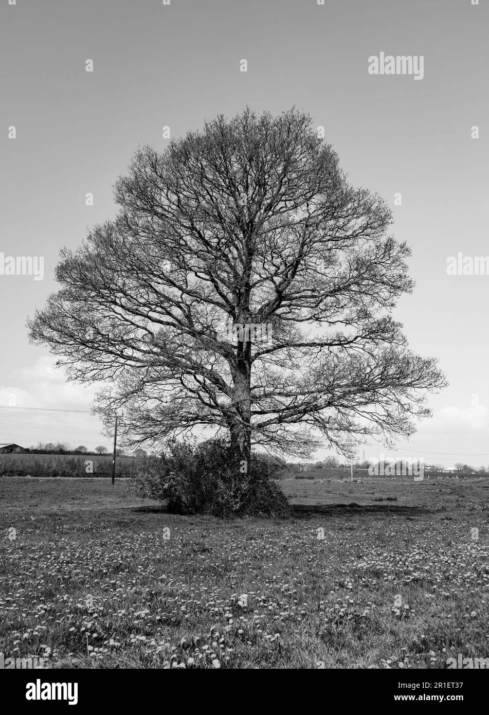 English field spring Black and White Stock Photos & Images - Alamy