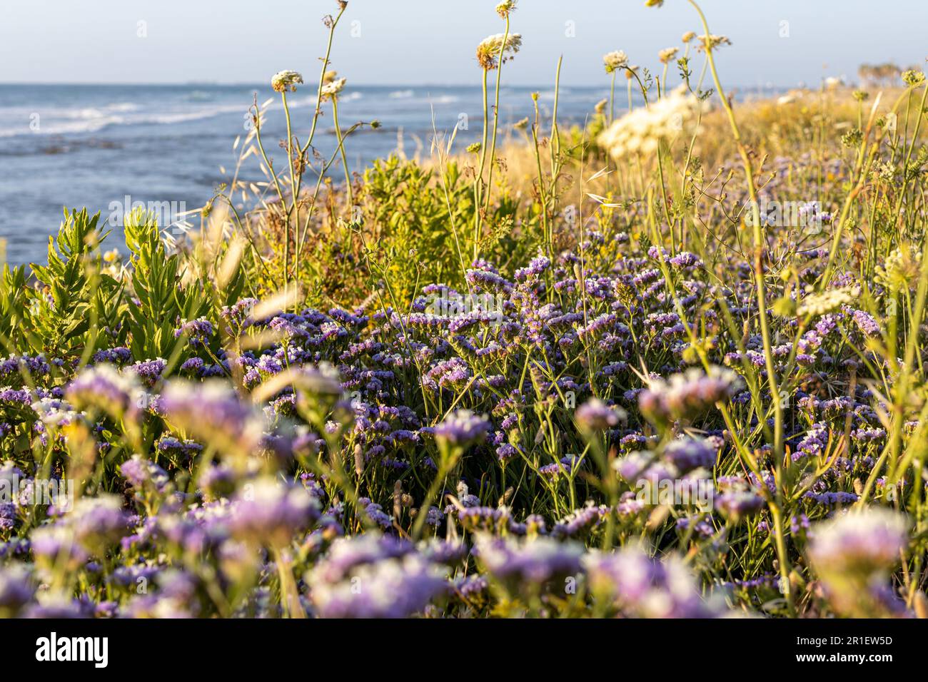 Mediterranean. Shore overgrown with Limonium sinuatum Stock Photo - Alamy