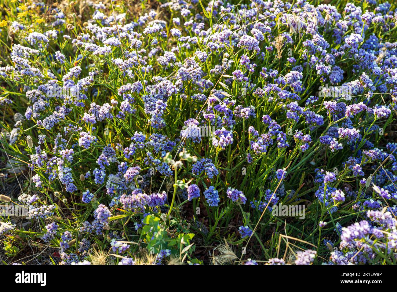 Mediterranean. Shore overgrown with Limonium sinuatum Stock Photo - Alamy