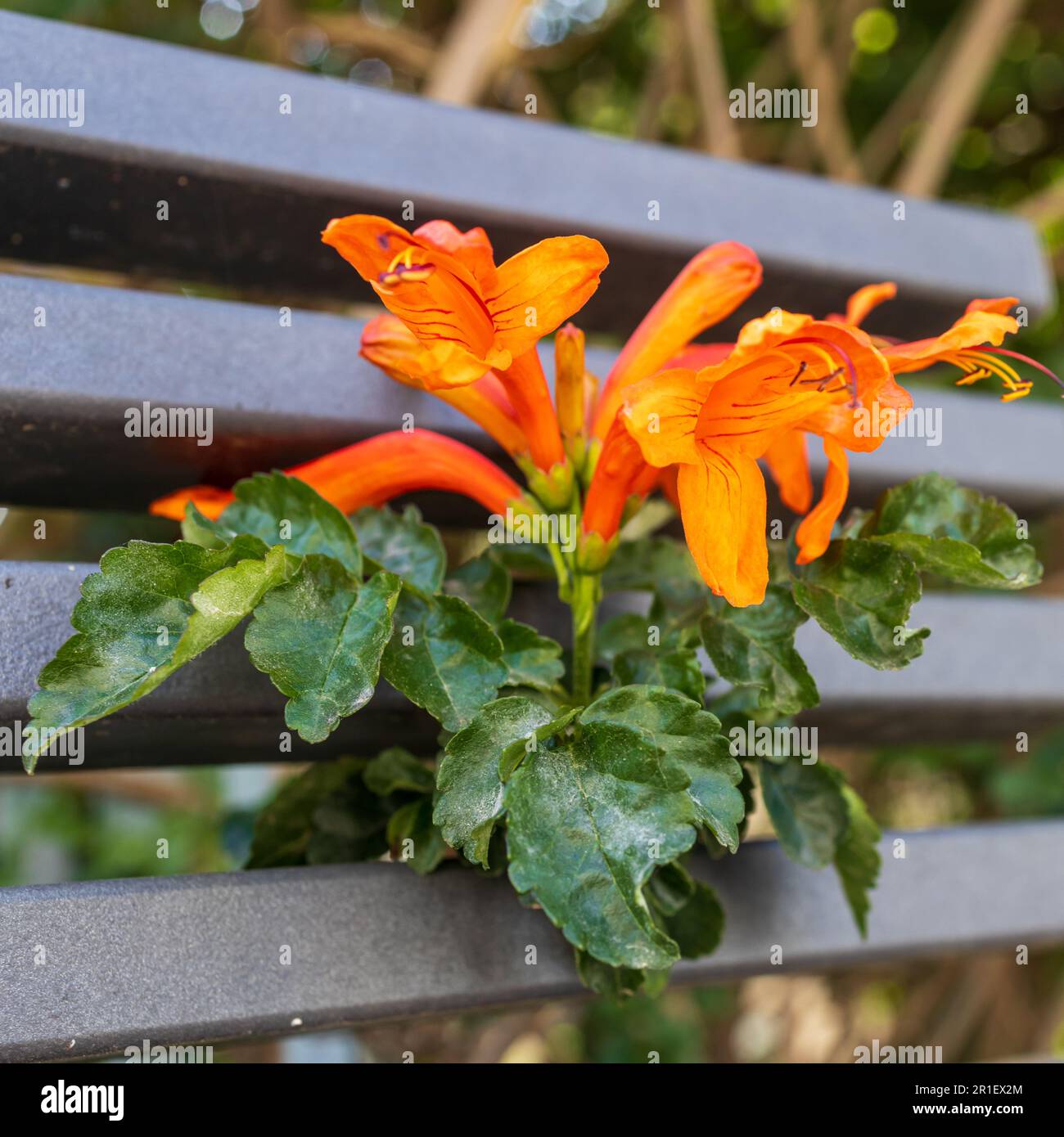 Campsis, commonly known as trumpet creeper or trumpet vine, is a genus ...