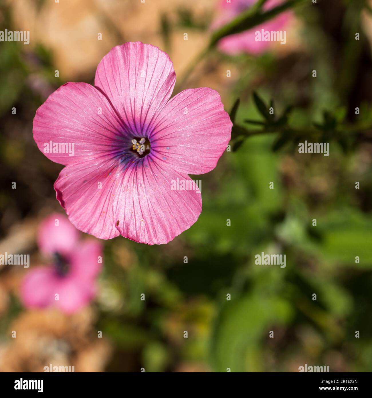 Pink flowers of Linum pubescens, the hairy pink flax in a wild ...