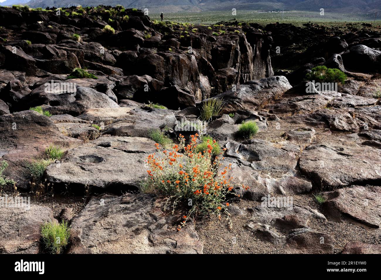 Mohave desert flowers hi-res stock photography and images - Alamy