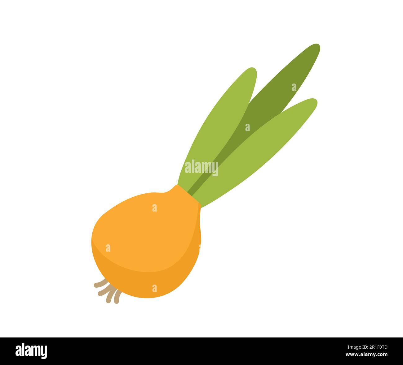 Onion flower Stock Vector Images - Alamy
