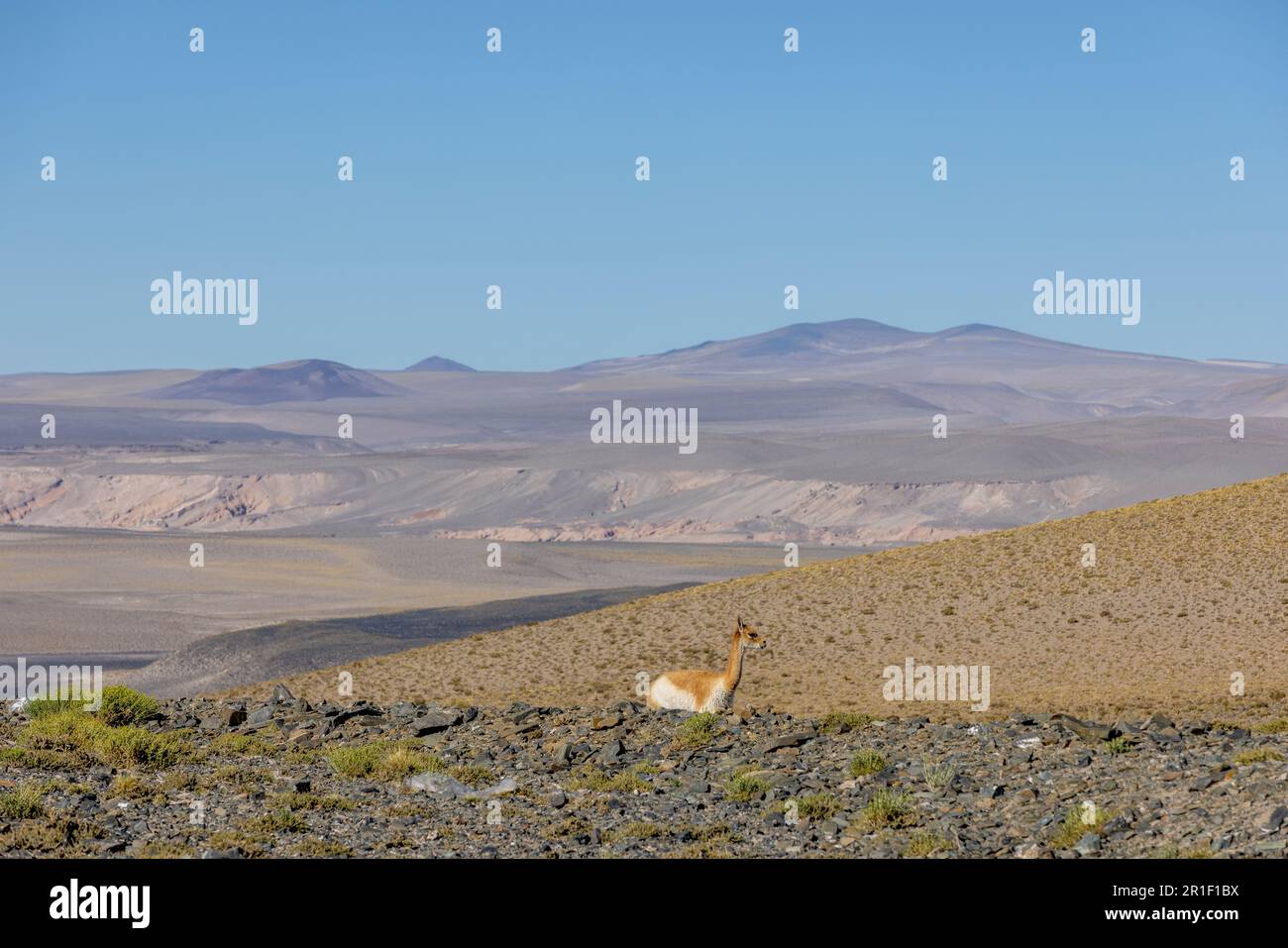 Vicuna in the remote Argentinian highlands - Traveling and exploring ...