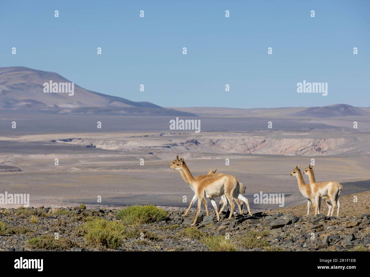 Vicunas in the remote Argentinian highlands - Traveling and exploring ...