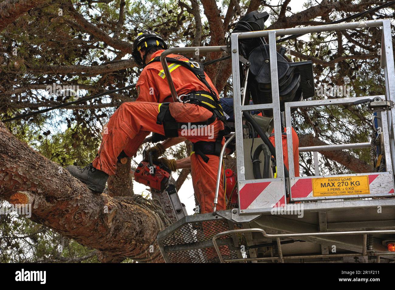 Firemen on lift platform, cutting fat branches of a pine Stock Photo ...