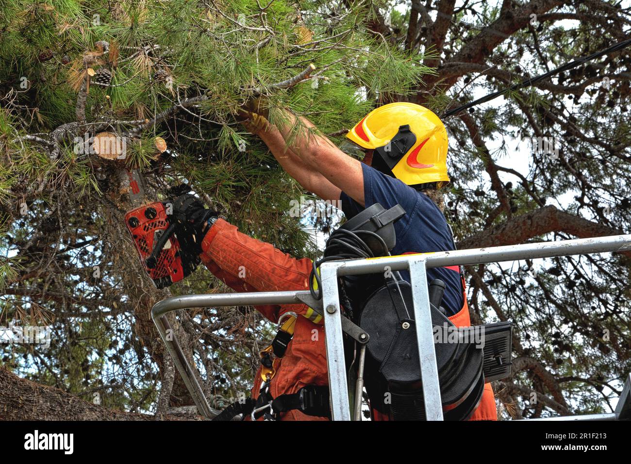 Firefighters on lifting platform, cutting fat branches from a pine ...