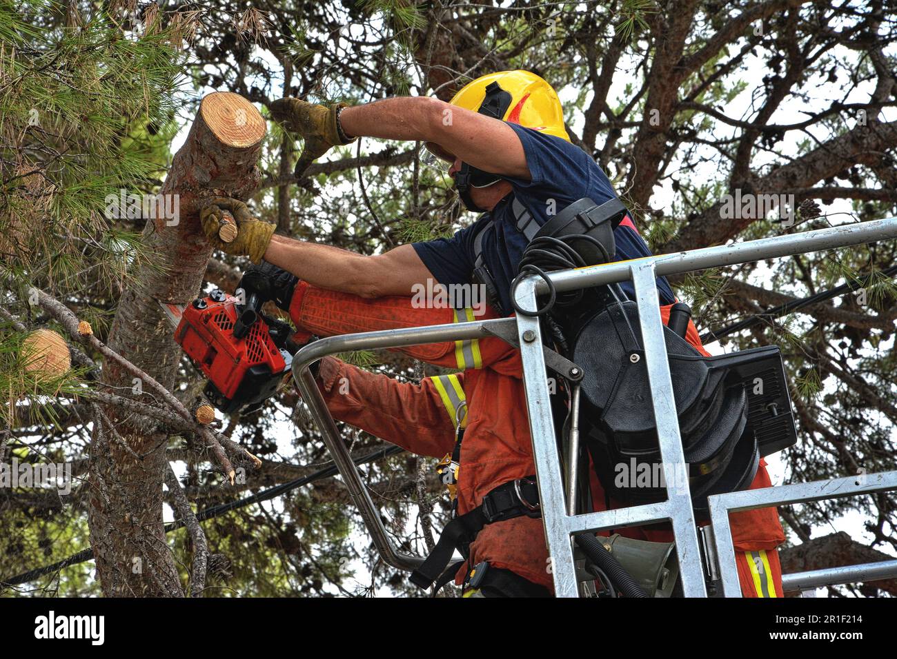 Firefighters on lifting platform, cutting fat branches from a pine ...
