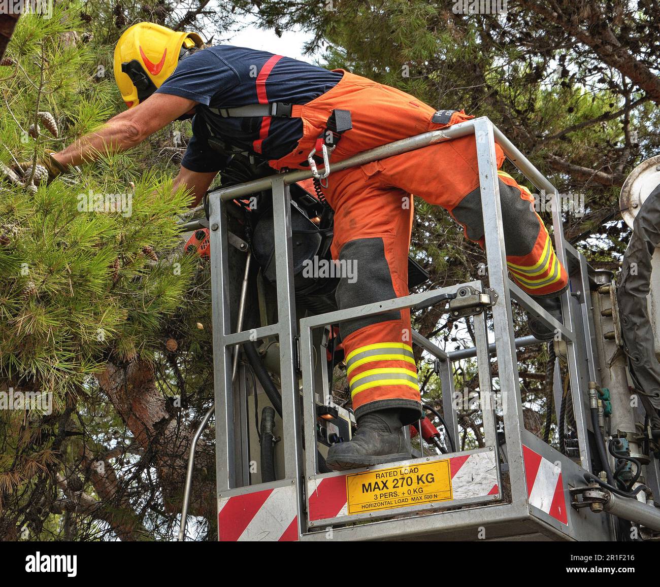 Firemen on lift platform, cutting fat branches of a pine Stock Photo ...