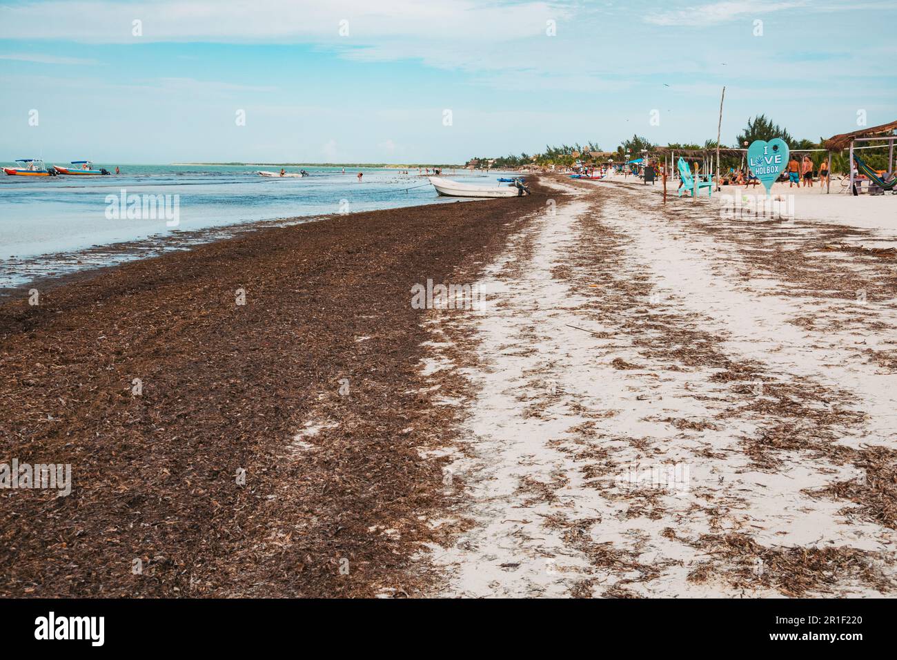 sargassum seaweed covers Isla Holbox, Mexico. Swathes of it wash up on ...