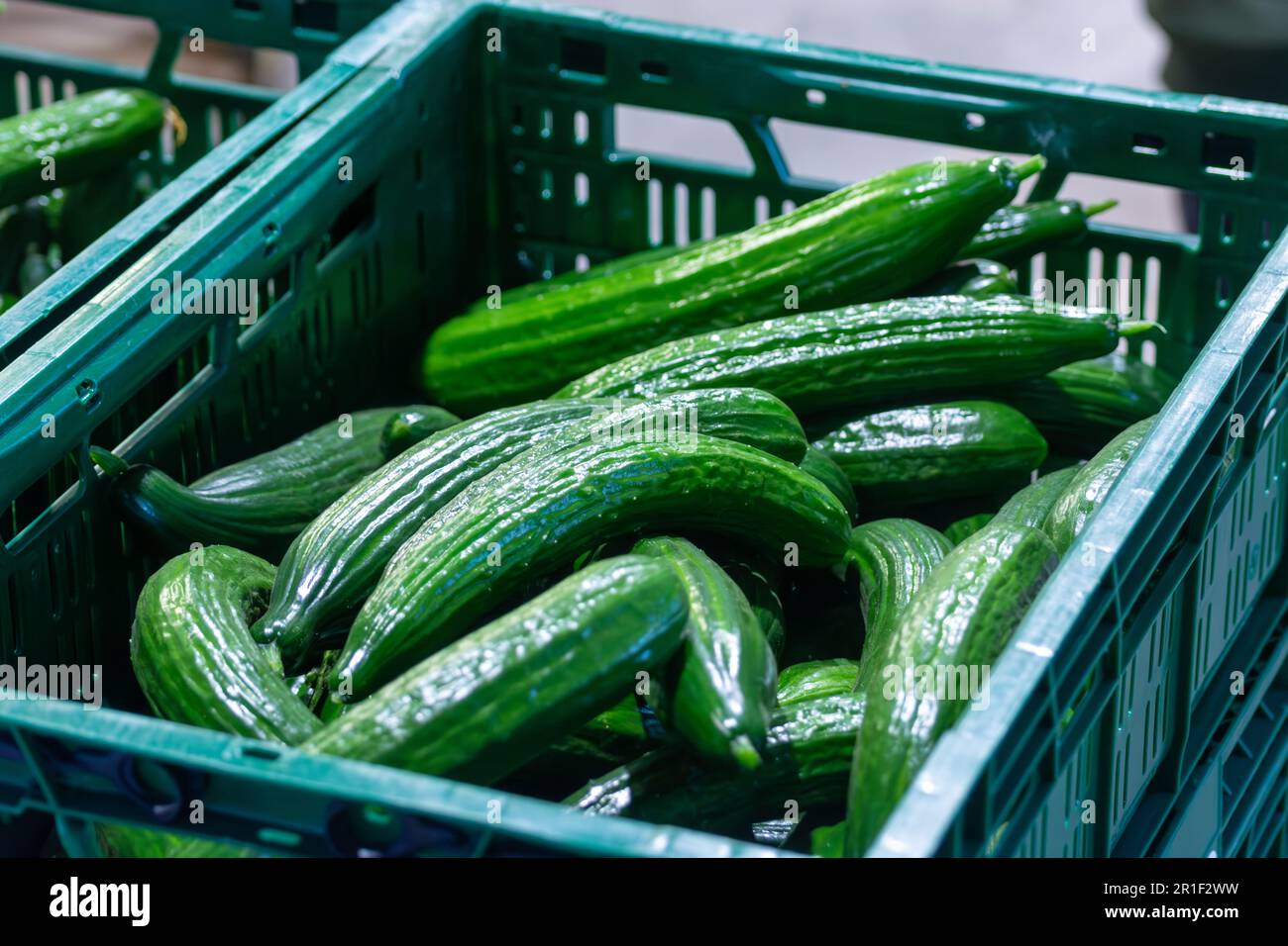 Handling and packaging of fresh harvested green cucumbers vegetables in ...