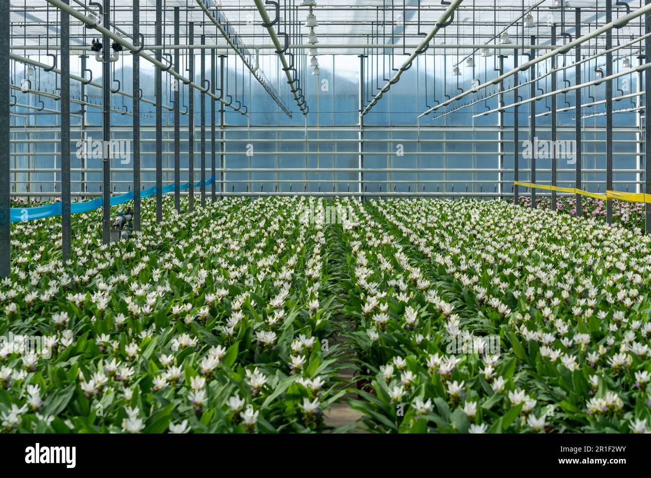 Turmeric, Curcuma longa flowering plant of ginger family, decorative or ...