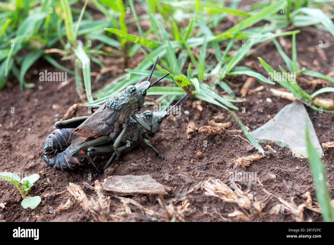 African grasshoppers making sweet bug love in the wet mud Stock Photo ...