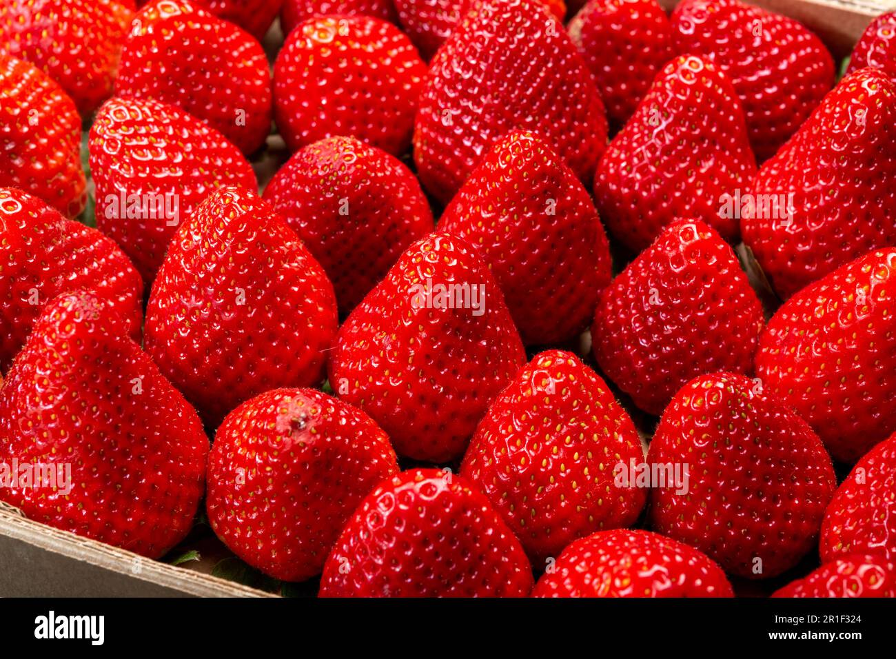 New harvest, 1 kilogram paper box of ripe red sweet Spanish strawberry ...