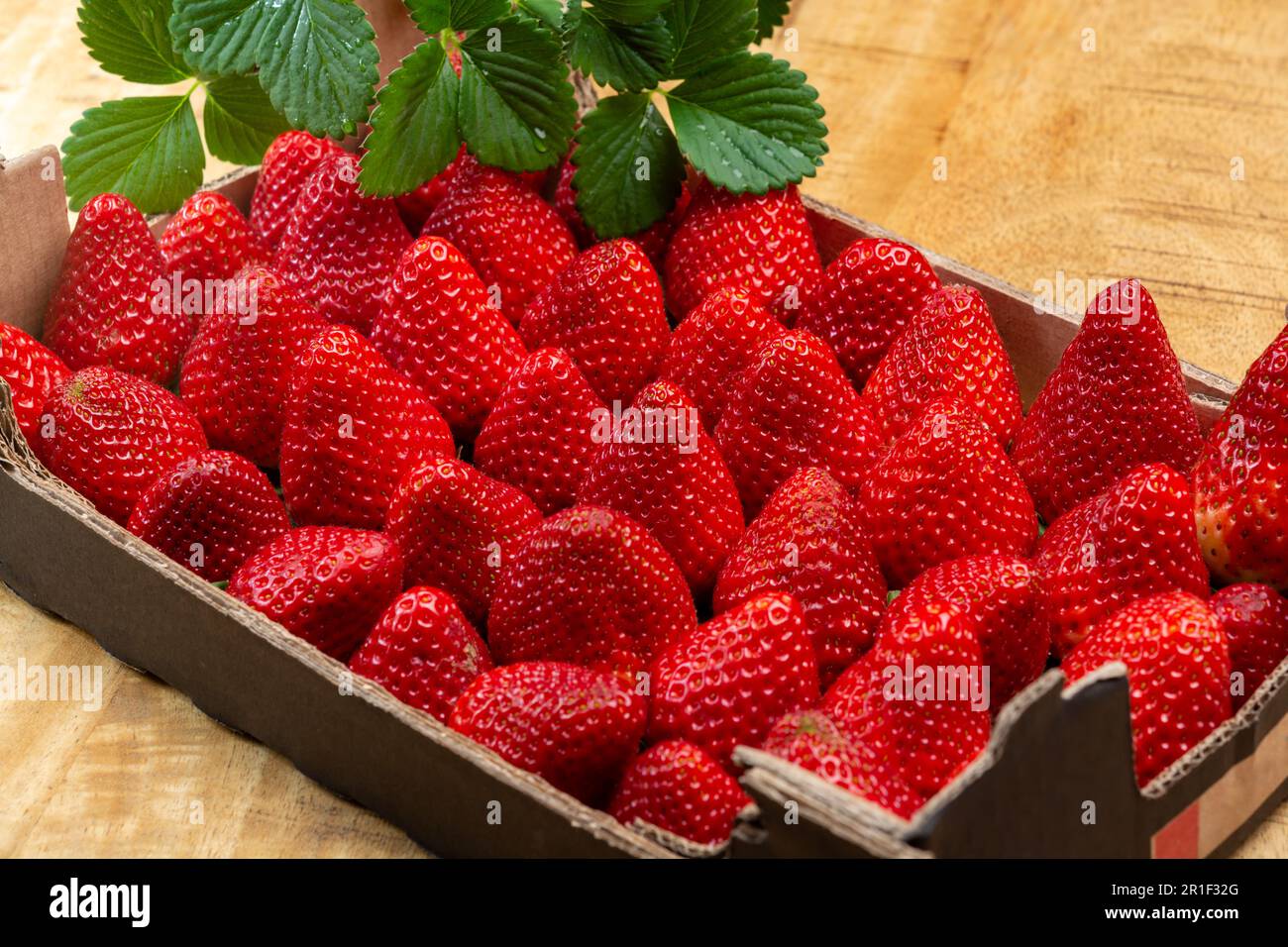 New harvest, 1 kilogram paper box of ripe red sweet Spanish strawberry ...