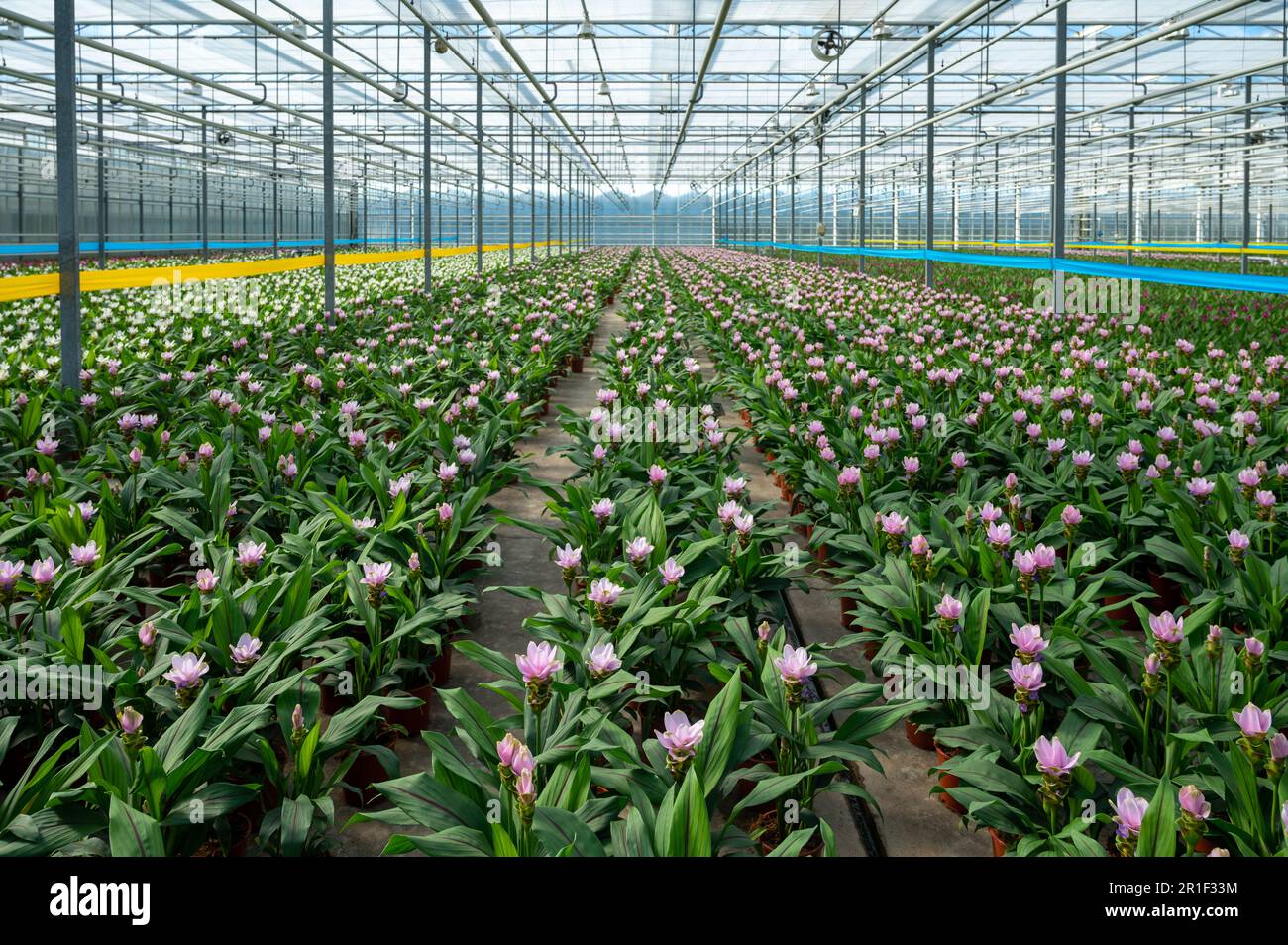 Turmeric, Curcuma longa flowering plant of ginger family, decorative or ...