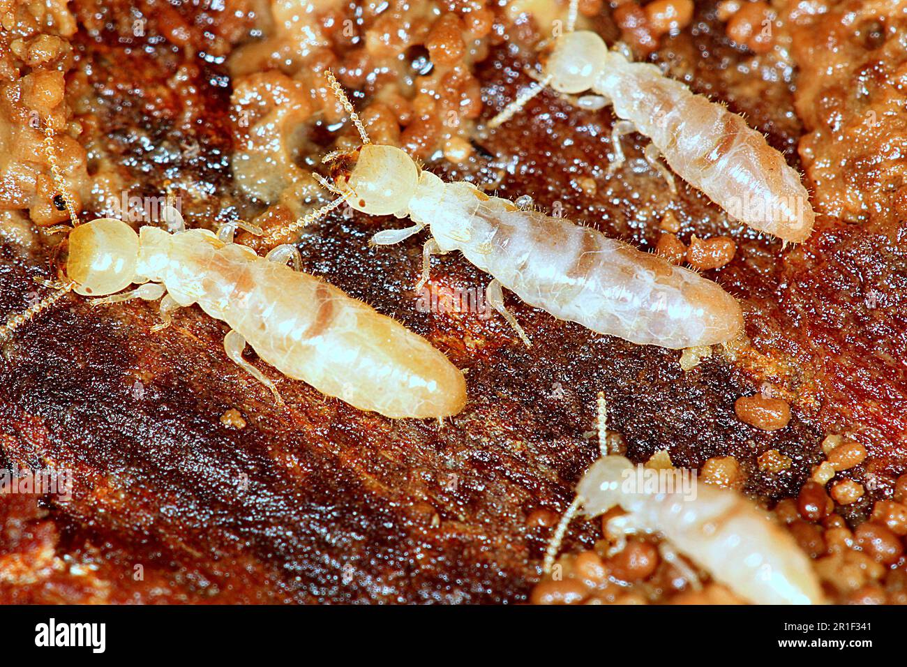 Queen termites hi-res stock photography and images - Alamy