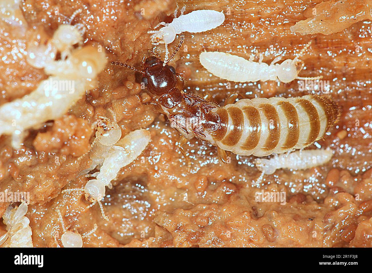 Wetwood termite (Stolotoles ruficeps) colony Stock Photo - Alamy