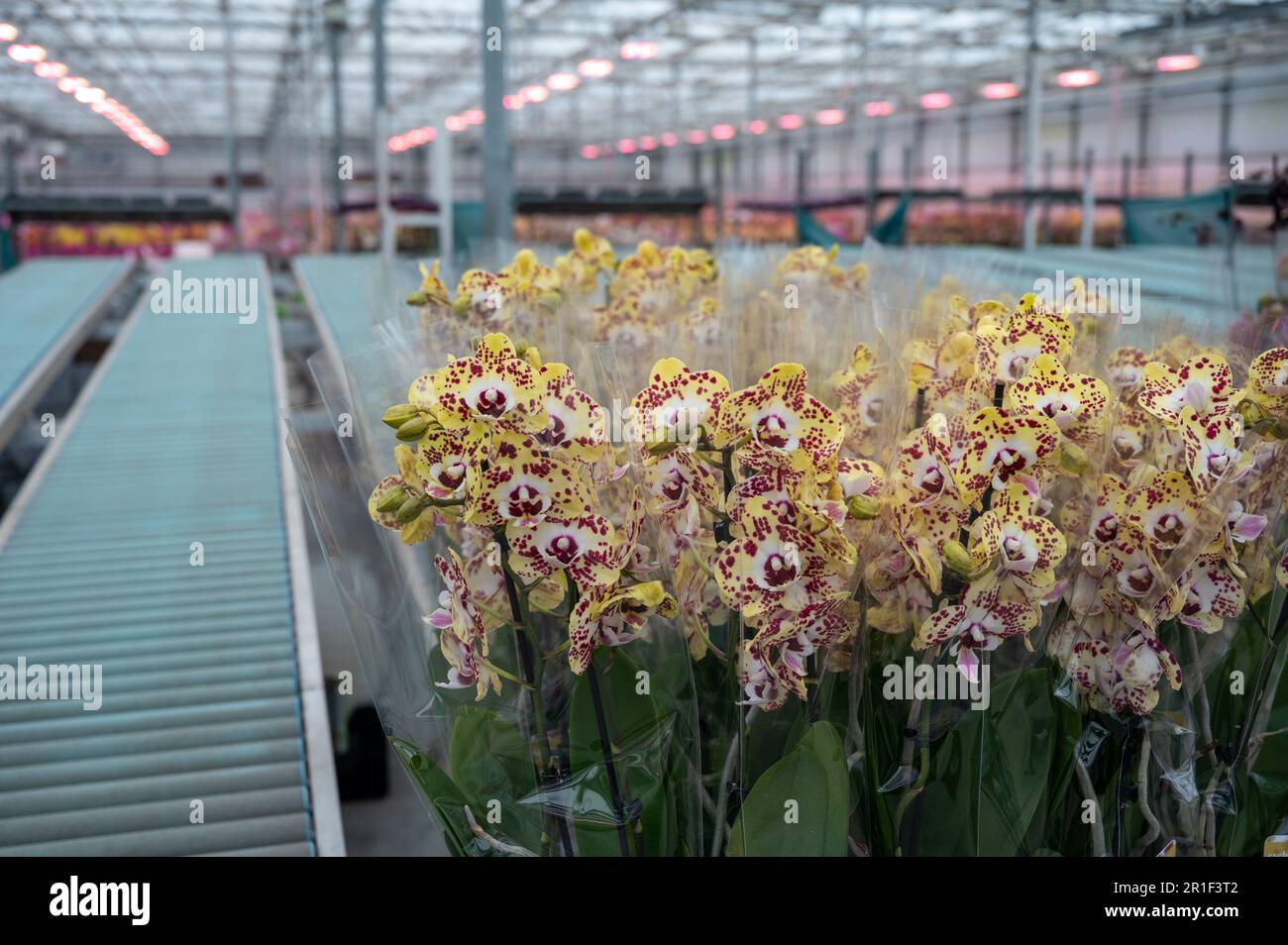 Cultivation of colorful tropical flowering plants orchid family ...