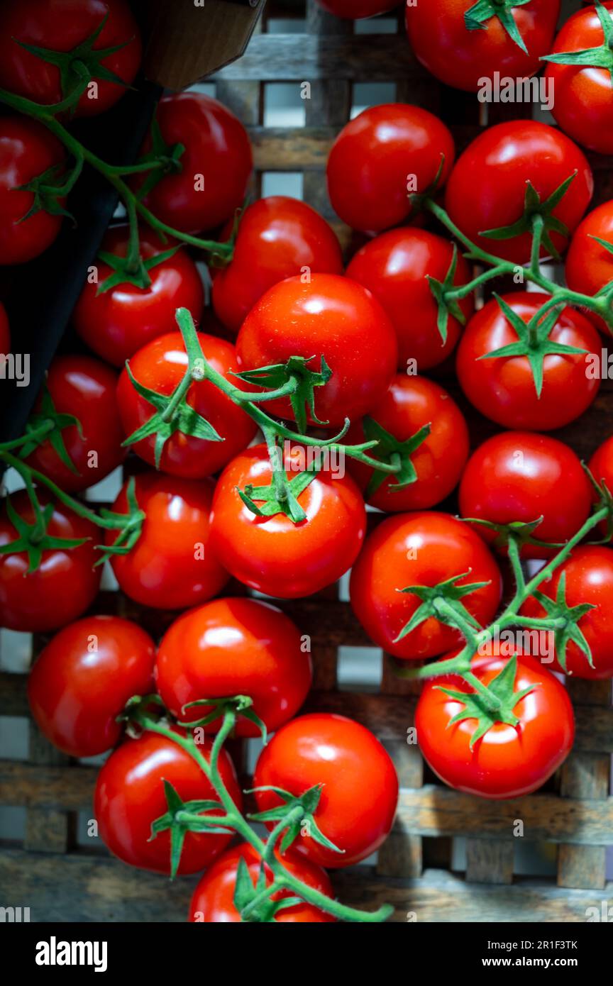 Holland greenhouse tomato hi-res stock photography and images - Alamy
