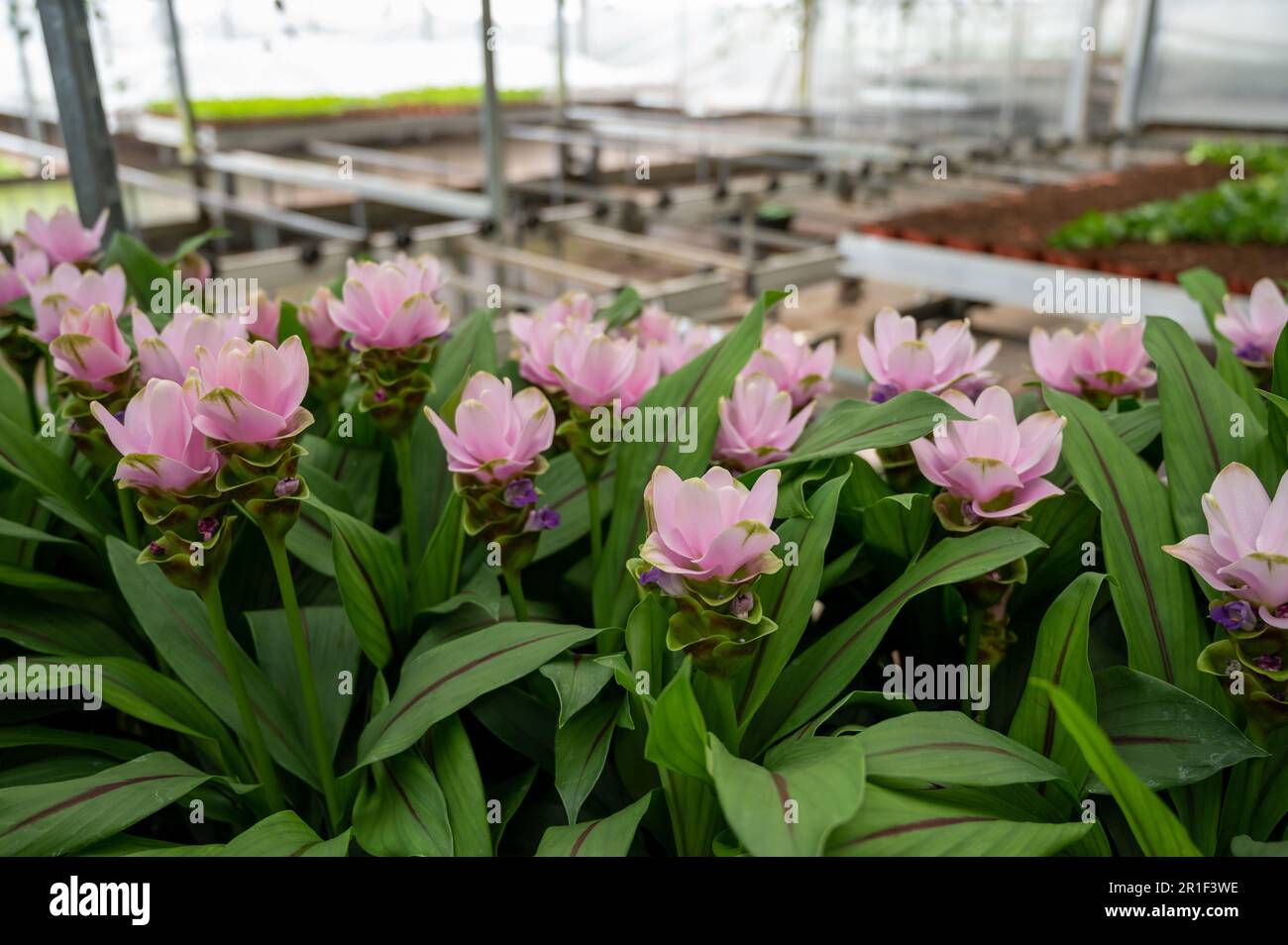Turmeric, Curcuma longa flowering plant of ginger family, decorative or ...