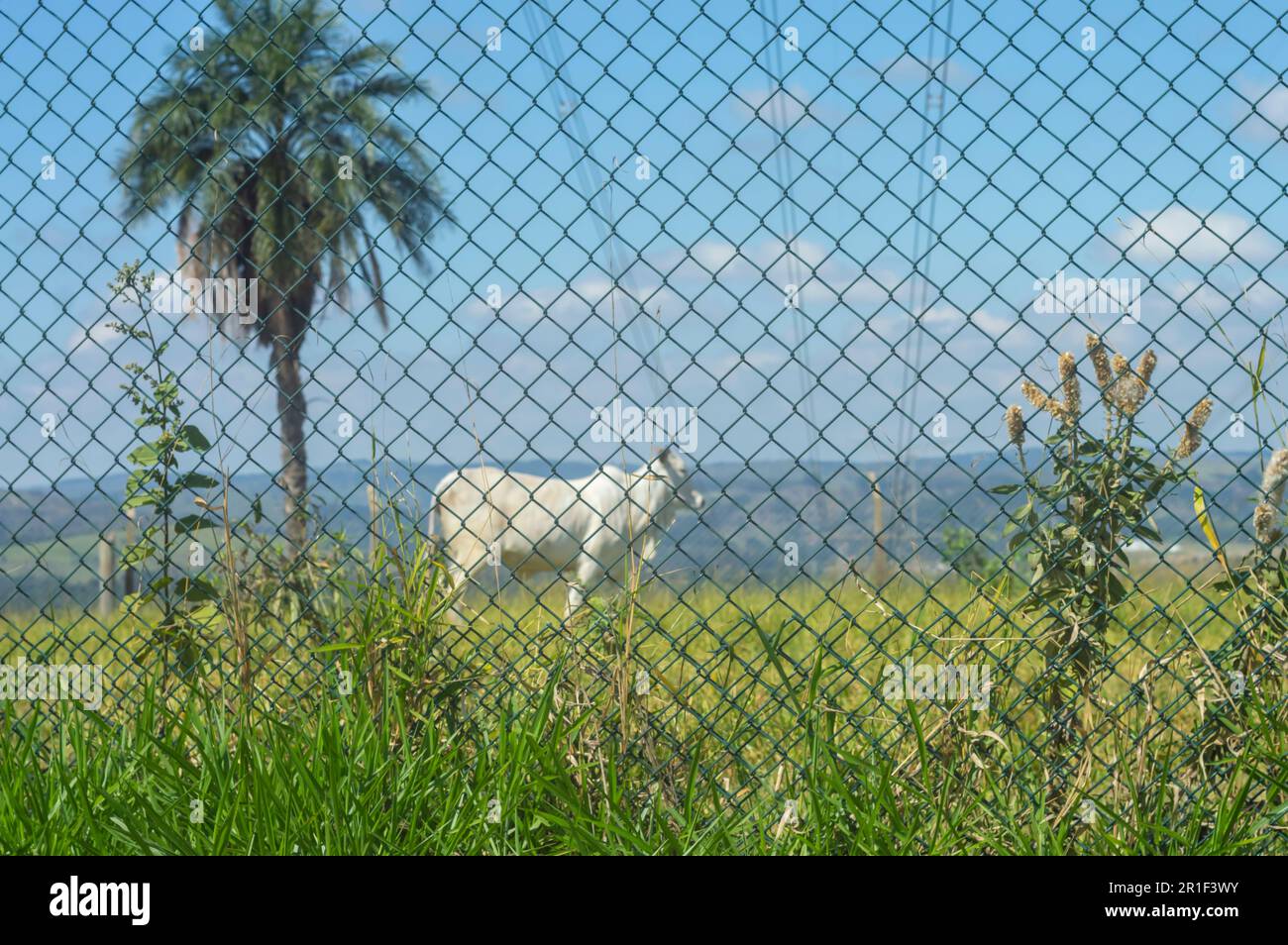 Brazilian farm hi-res stock photography and images - Alamy