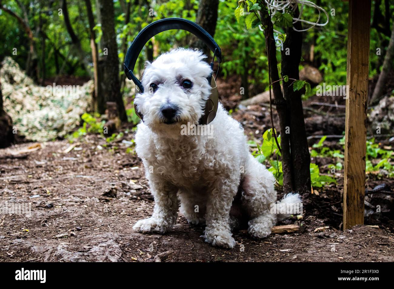 Ukrainian soldier of the 28th Artillery Battalion with a tactical war ...