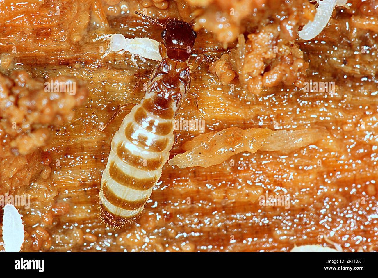 Wetwood termite (Stolotoles ruficeps) colony Stock Photo - Alamy