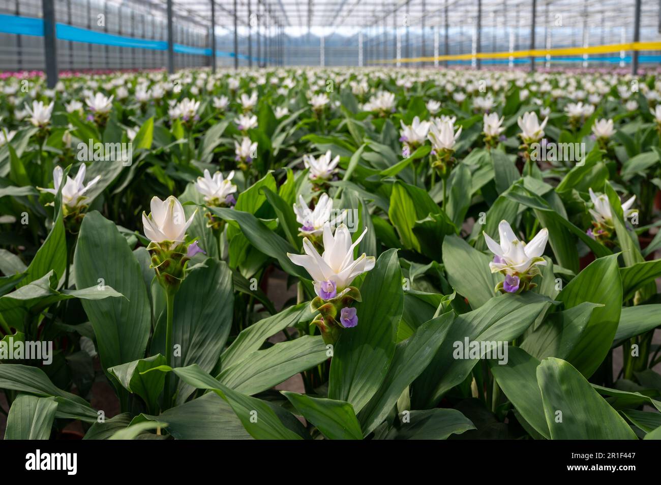 Turmeric, Curcuma longa flowering plant of ginger family, decorative or ...
