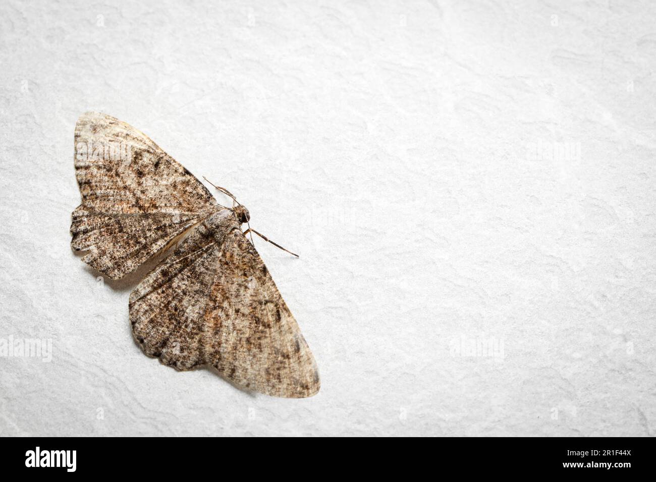 Alcis repandata moth on white surface, top view. Space for text Stock ...