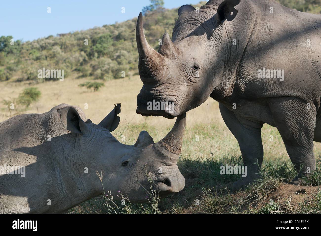 Scratch horns hi-res stock photography and images - Alamy