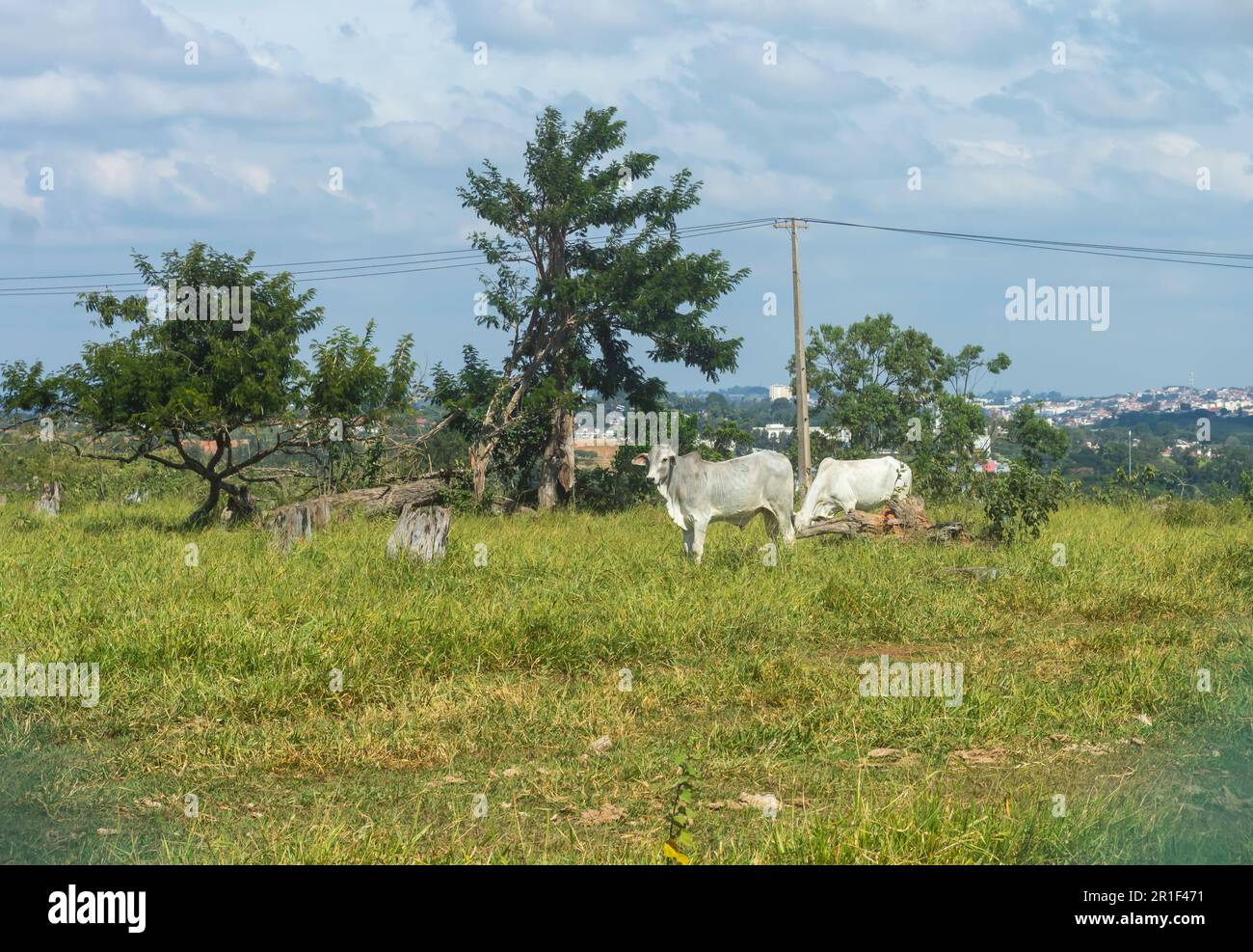 Bull cow from behind hi-res stock photography and images - Alamy