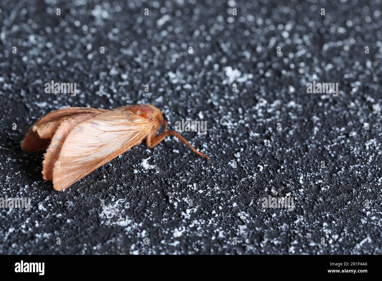 Brown common clothing moth on black textured background, closeup. Space ...