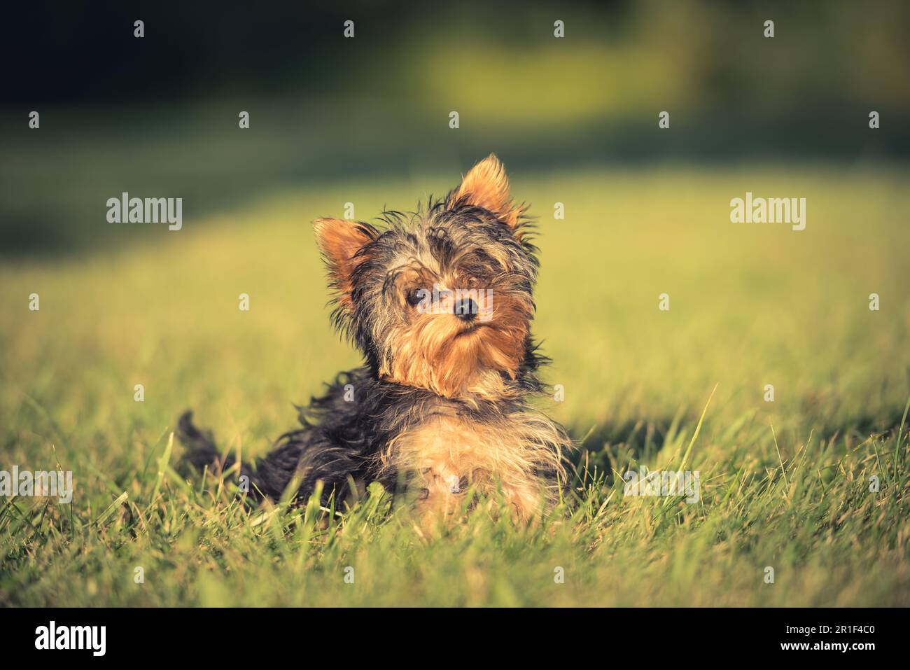 Yorkie Puppy Wallpaper 2+ Hundred Wallpaper Puppy Yorkie Royalty Free