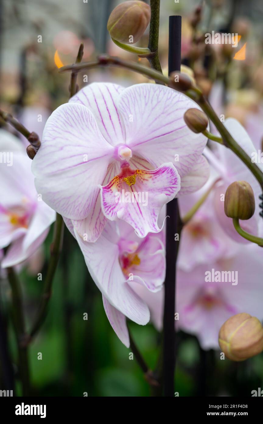 Cultivation of colorful tropical flowering plants orchid family ...