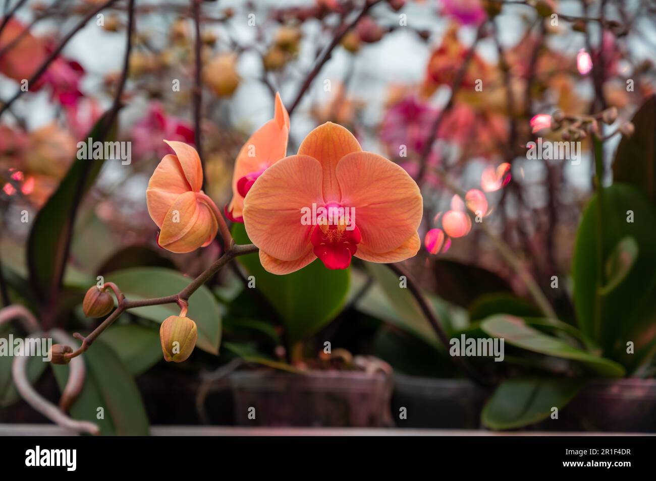 Cultivation of colorful tropical flowering plants orchid family ...