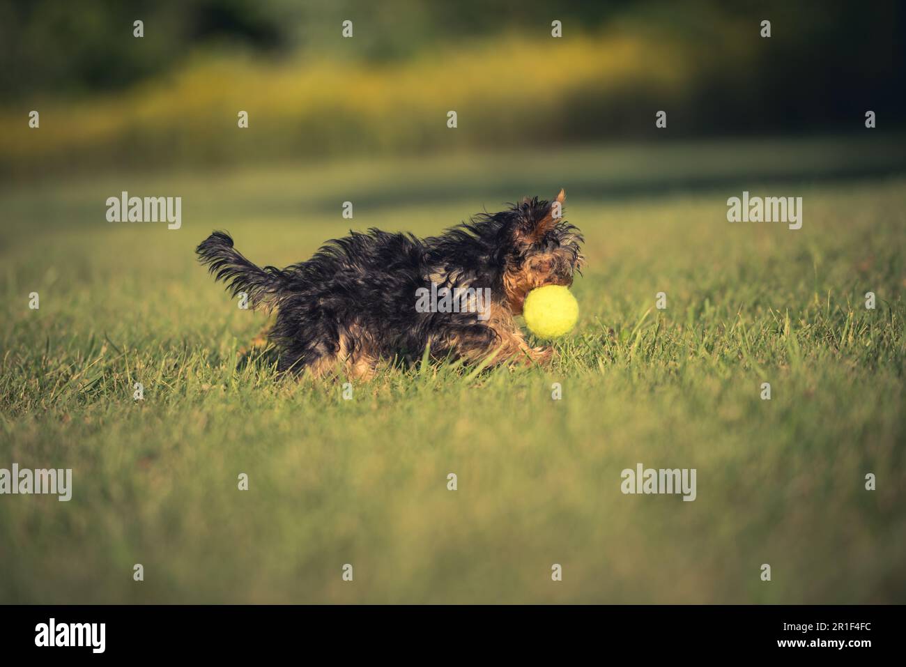 Yorkshire Terrier puppy playing with a tennis ball in the park Stock ...