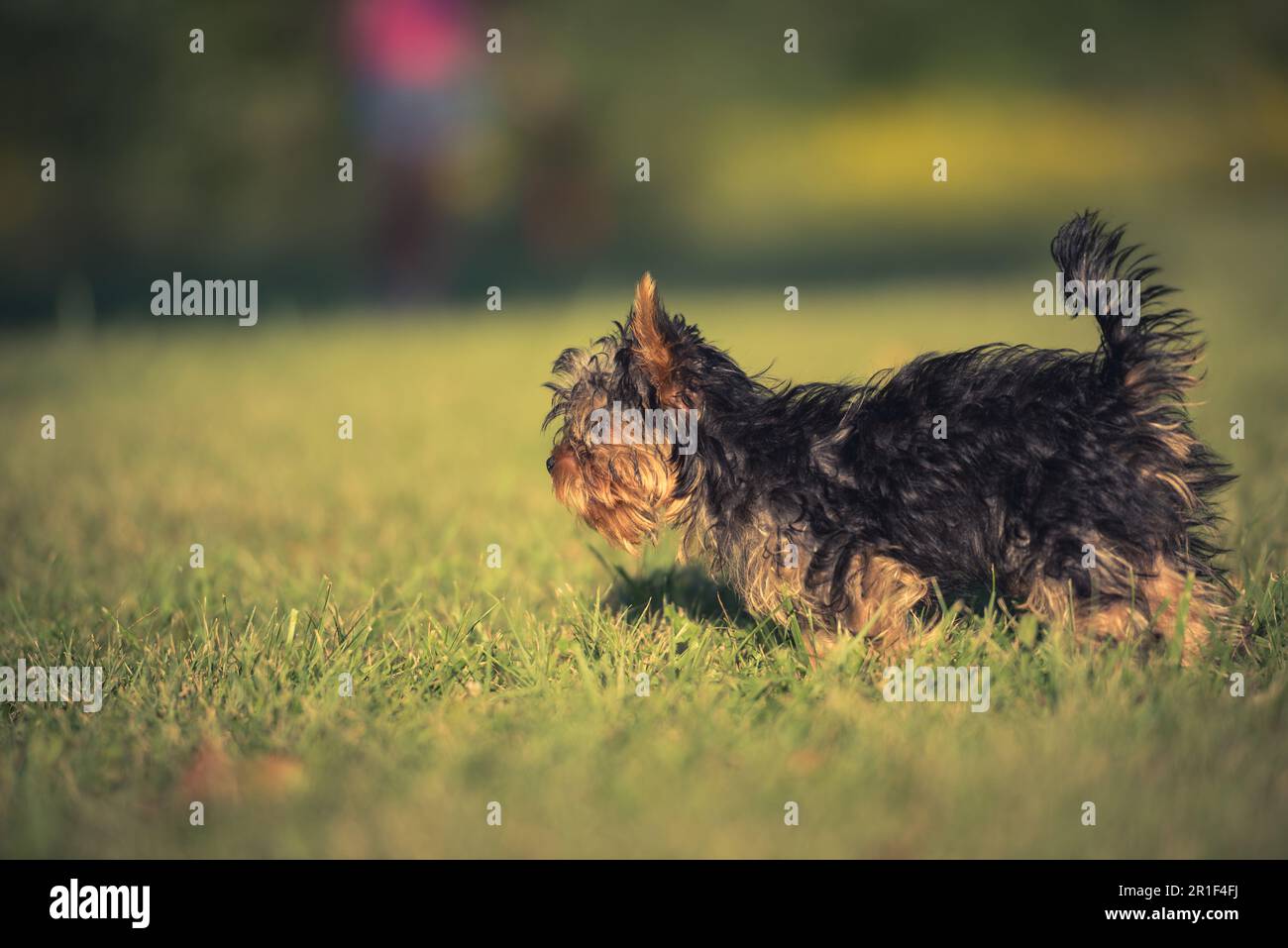 How Fast Can A Yorkshire Terrier Run