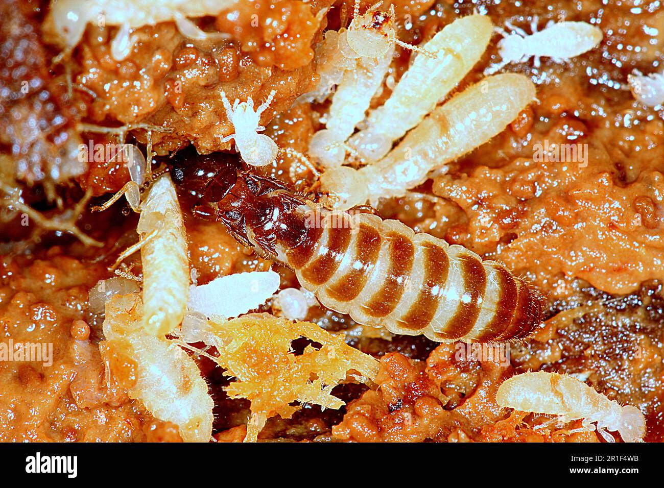 Wetwood termite (Stolotoles ruficeps) colony Stock Photo - Alamy