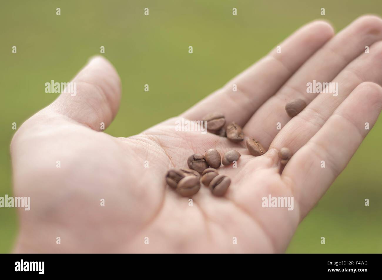 Coffee beans in a male hand and blurry vegetation in the background ...