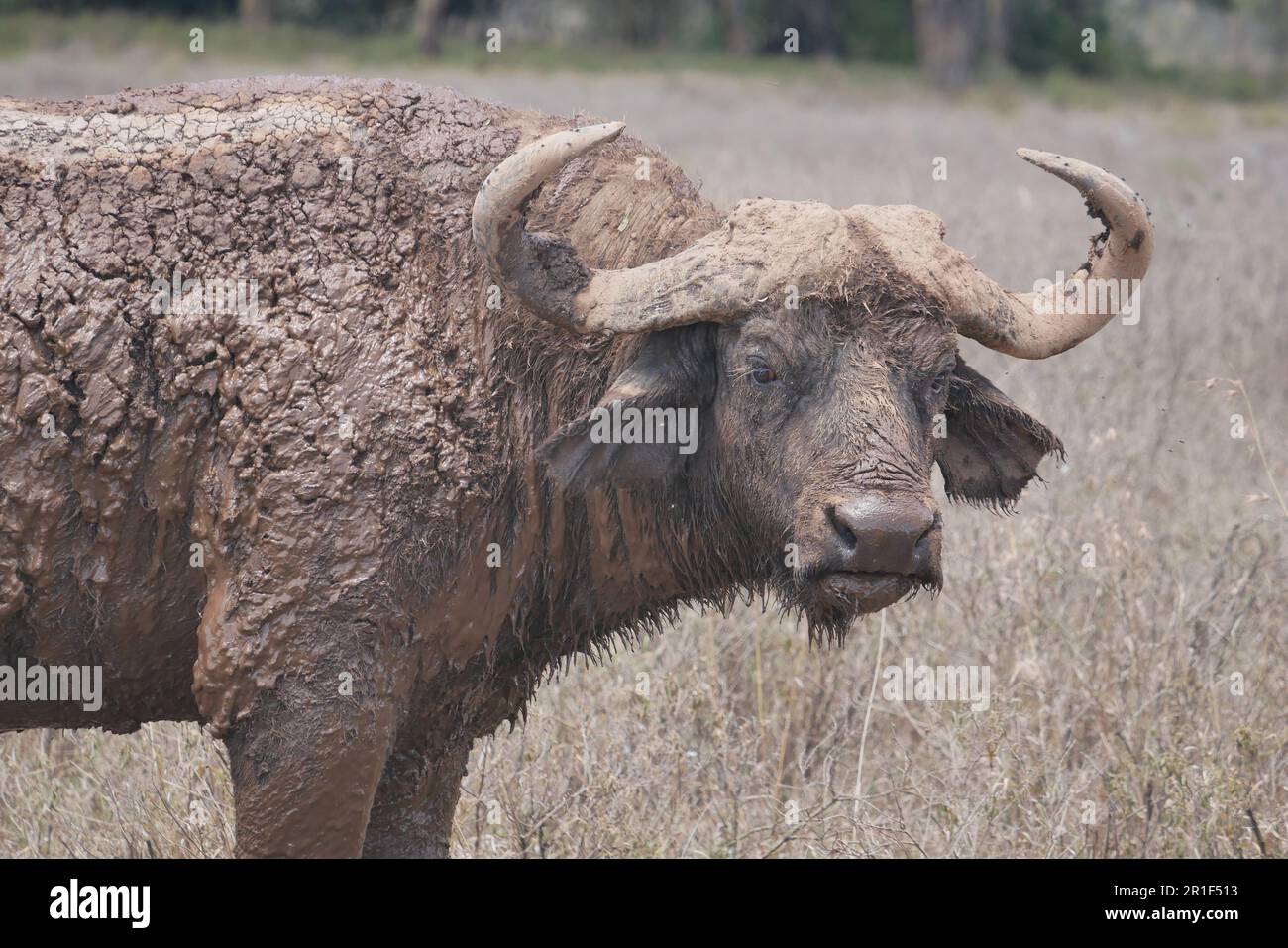 Buffalo coated in mud turns to face the camera Stock Photo - Alamy