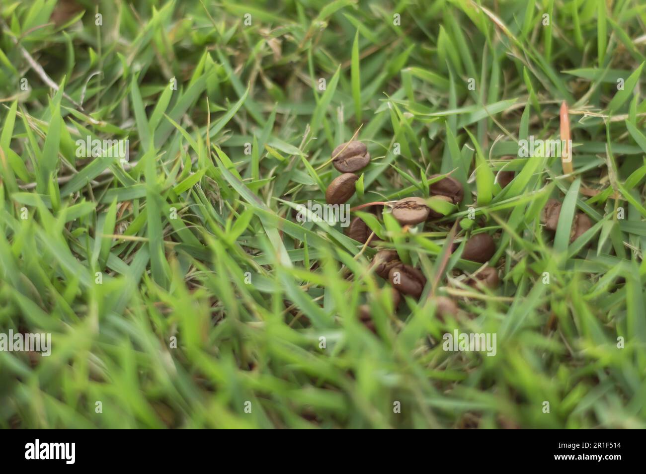 texture with Coffee beans thrown on grass with coppy space Stock Photo ...